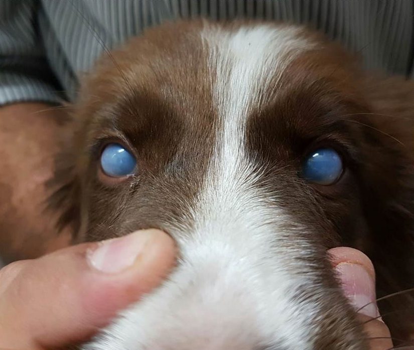 CORNEAL DYSTROPHY – Dres Licon Veterinary Ophthalmology Center