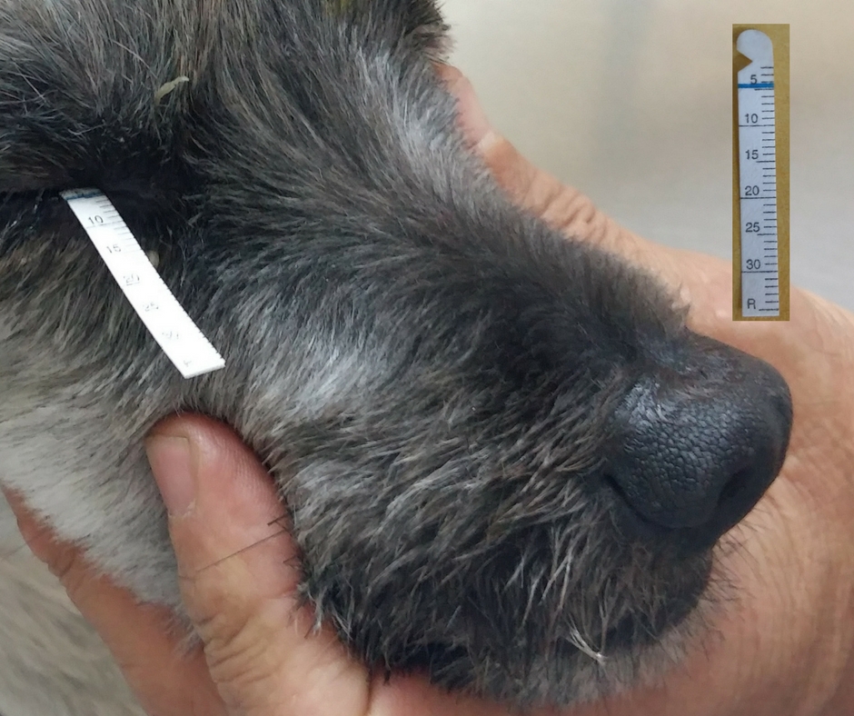 SCHIRMER I AND II – Dres Licon Veterinary Ophthalmology Center